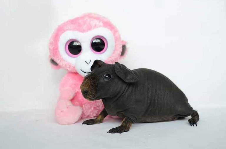 ᐉ Cobaya Skinny | Conoce a la Cobaya de cabeza Calva ️