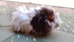 ᐉ Cobaya Peruana ¿Conoces todos sus cuidados? ️